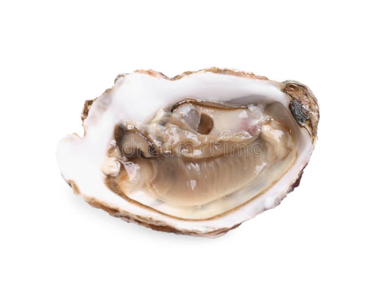 Open oyster on ice stock image. Image of valve, oyster - 6144029