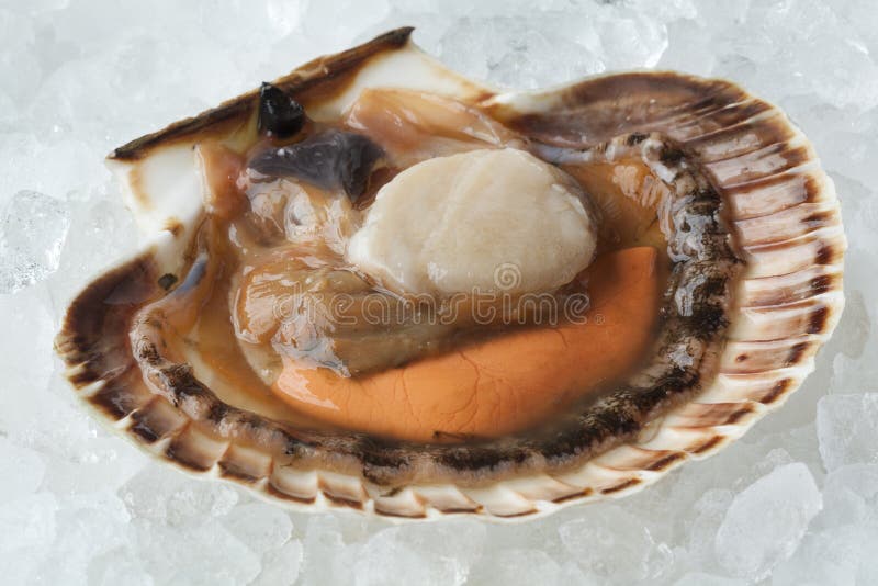 Open scallop in a shell stock image. Image of wood, cuisine - 27607019