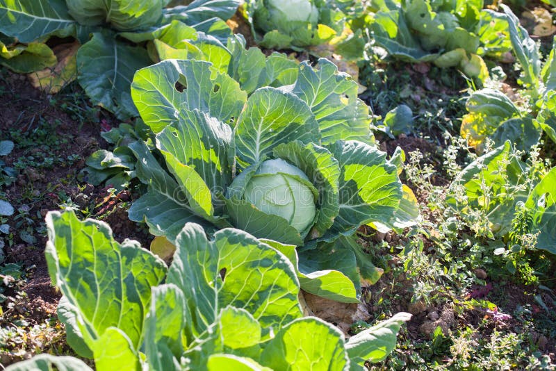 Fresh raw organic cabbage stock image. Image of plant - 185235507