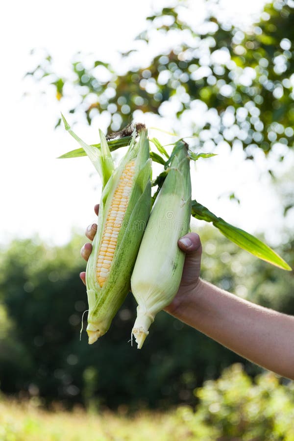Fresh Raw Organic Maize, Rustic Sweet Corn Stock Image - Image of crop ...