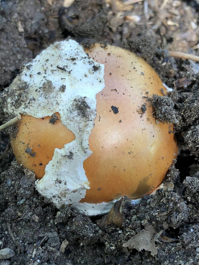 Fresh Raw Ovolo Mushroom in the Forest Stock Photo - Image of edible ...
