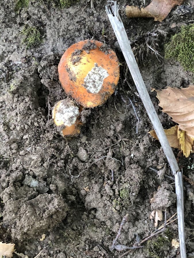 Fresh Raw Ovolo Mushroom in the Forest Stock Image - Image of ...