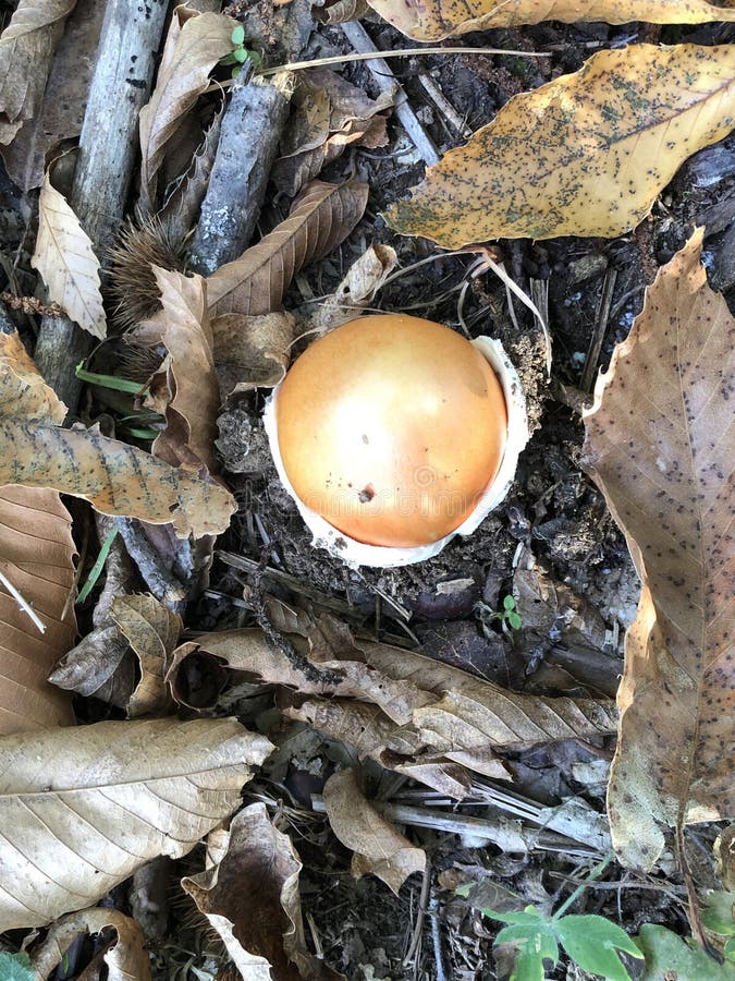 Fresh Raw Ovolo Mushroom in the Forest Stock Image - Image of board ...
