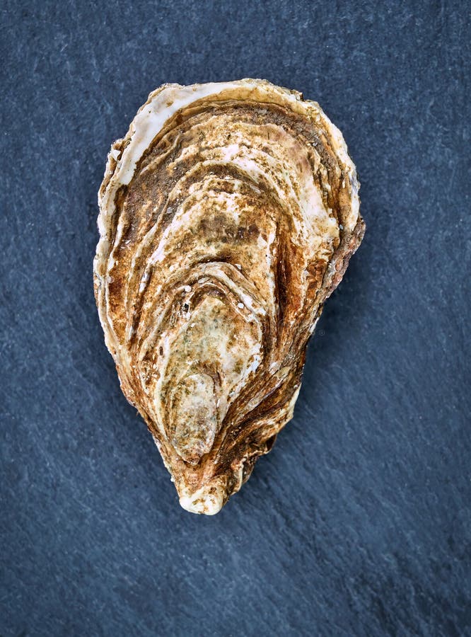 Fresh Raw Oyster Clams Isolated and Ready To Eat Stock Image - Image of ...