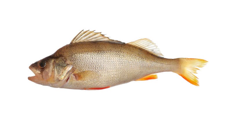 Perch Isolated on White Background Stock Image - Image of fishing ...