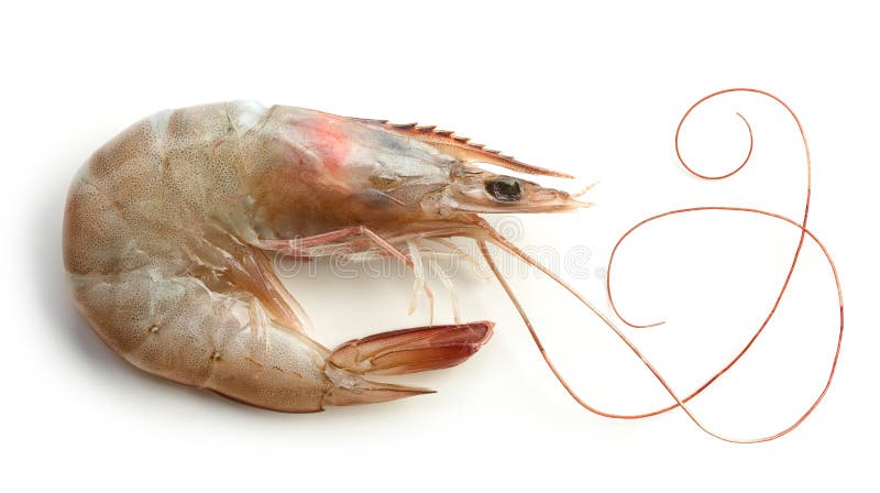 Single Prawn on plate stock image. Image of boiled, tail - 2354225