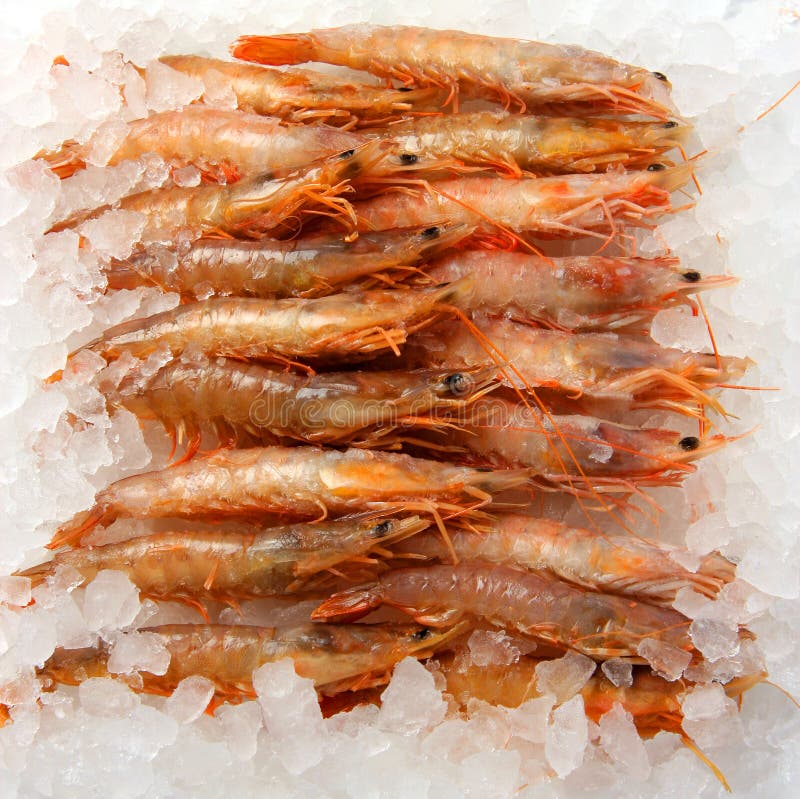 Fresh raw prawns stock image. Image of food, prawns, fayre - 22992457
