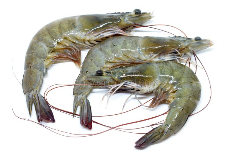 Fresh raw prawns stock image. Image of gourmet, whtie - 93864101
