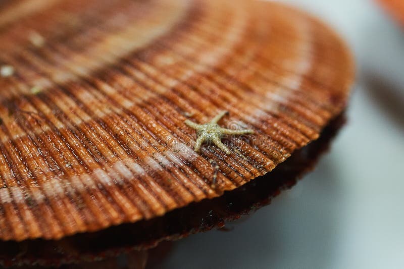Fresh Raw Quahog in the Bag on Ice,close Up. Stock Photo - Image of ...