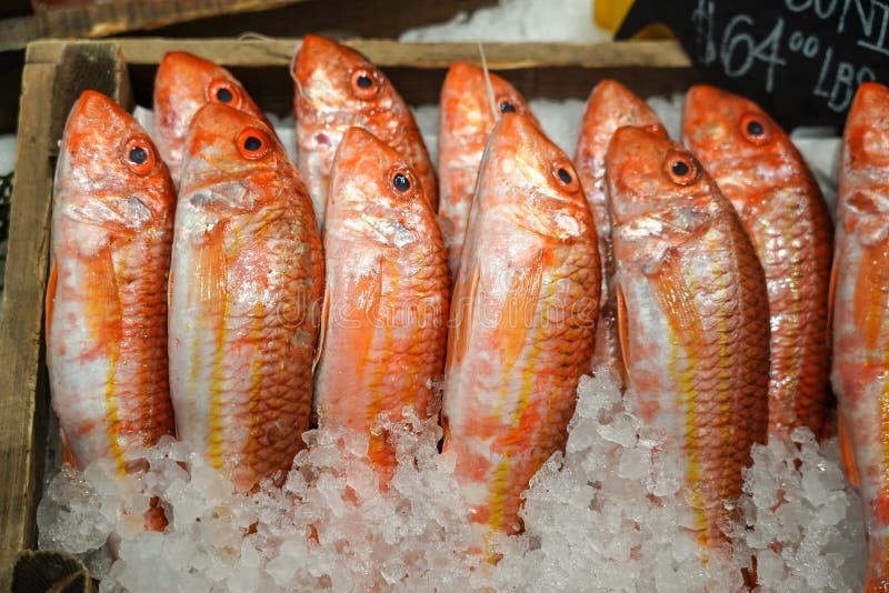 Fresh Raw Red Mullet Fish on Ice in Mediterranean Restaurant Stock ...