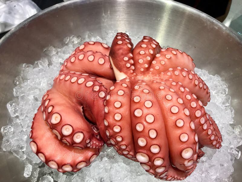 Red Octopus on Ice. stock image. Image of underwater - 188437033