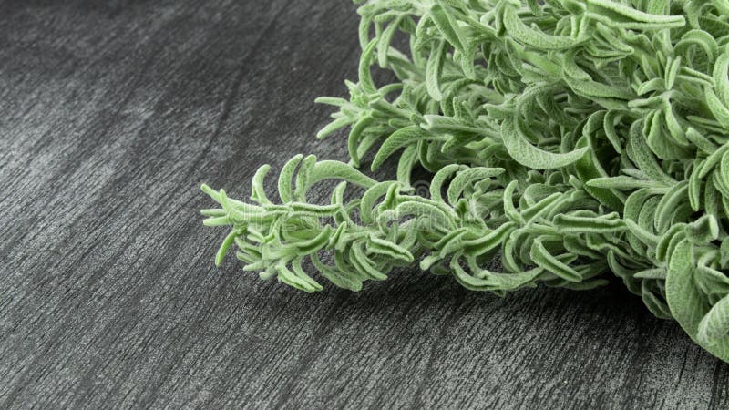 Fresh Raw Sage Bunch on Dark Wooden Table. Green Sage Herb for Tea ... Fresh Raw Sage Bunch on Dark Wooden Table. Green Sage Herb for Tea ...