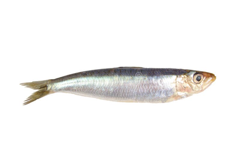 Fresh sardine fish stock image. Image of sardines, nice - 18086703