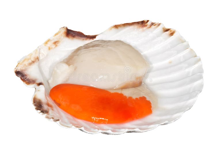 723 Scallop Seafood Shell Open Stock Photos - Free & Royalty-Free Stock ...