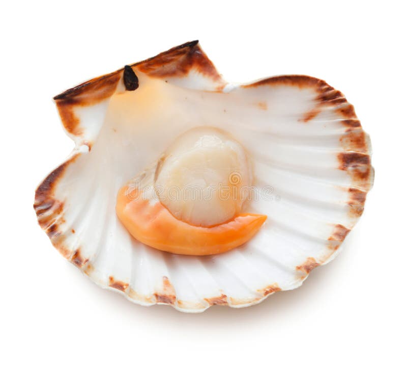 Raw Scallop on White Background Stock Image - Image of marine, diet ...