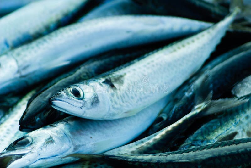 Fresh raw sea fish stock photo. Image of blue, group - 60080518