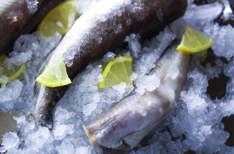 Fresh Raw Sea Fish and Lemon on Ice Surface. Stock Photo - Image of ... Fresh Raw Sea Fish and Lemon on Ice Surface. Stock Photo - Image of ...