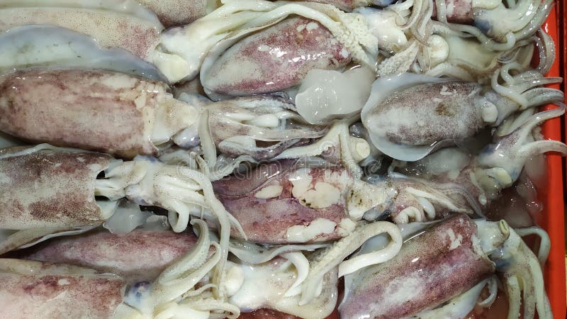 Fresh Squid in Fish Market Ready for Sale at the Market Fish Stock ...