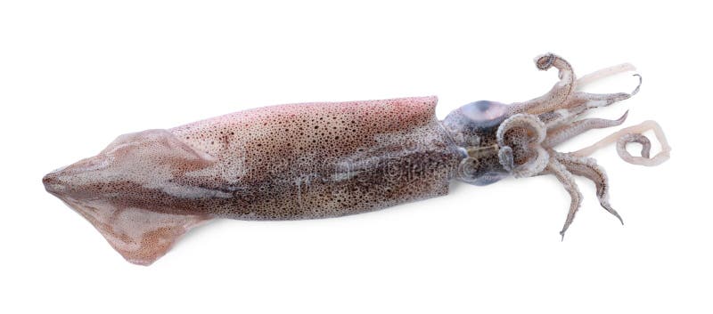 Fresh Raw Squid Isolated on White, Top View Stock Image - Image of ...