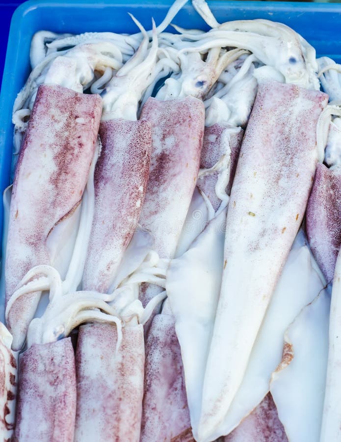 Squid stock image. Image of fresh, squid, fish, seafood - 30275247