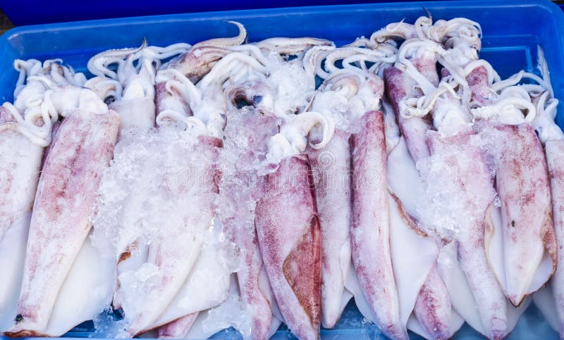 Squid stock photo. Image of food, prepared, fresh, tentacle - 30295822