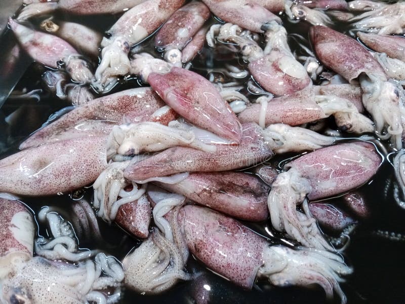 Fresh Raw Squid Sold at the Fish Market. Stock Image - Image of store ...