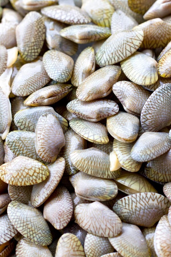 Fresh Raw Surf Clam. stock photo. Image of cuisine, carpet - 36383916