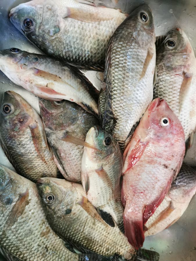 Fresh Raw Talapia Fish on the Sink. Stock Image - Image of invertebrate ...