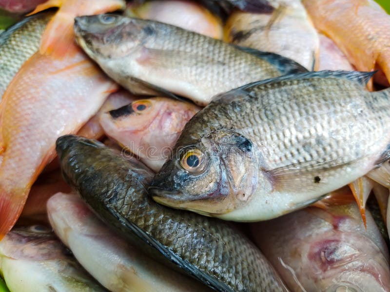 Fresh Raw Tilapia and Carp is Sold in Traditional Markets Stock Image ...