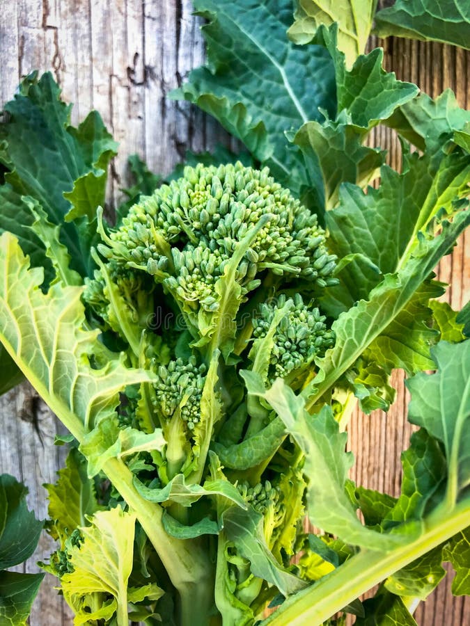 Fresh raw turnip tops stock photo. Image of natural - 172779758