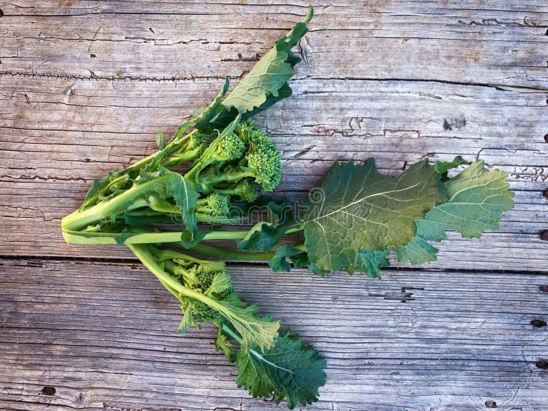 Fresh raw turnip tops stock photo. Image of sprout, flower - 172780130