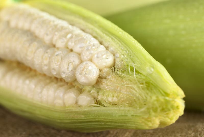 Fresh Raw White Sweet Corn stock photo. Image of focus - 21576624