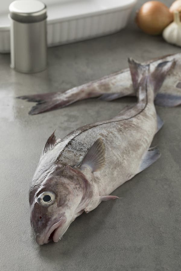 Fresh raw haddock stock photo. Image of studio, fish - 22326374