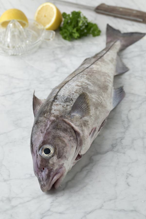 Fresh Raw Whole Haddock Fish Stock Photo - Image of haddock, healthy ...