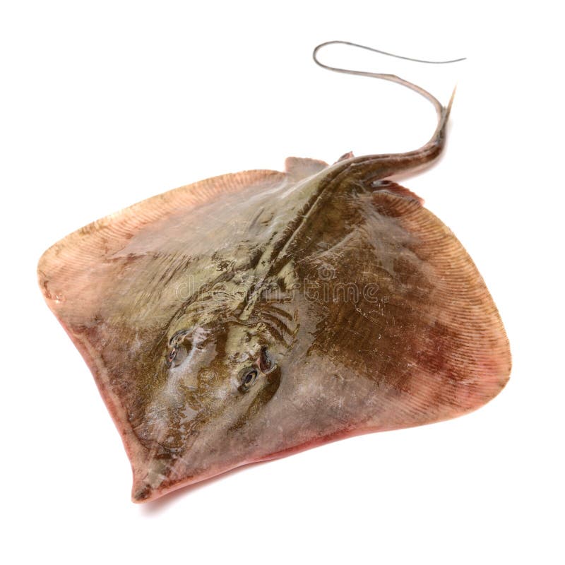 479 White Skate Fish Stock Photos - Free & Royalty-Free Stock Photos ...