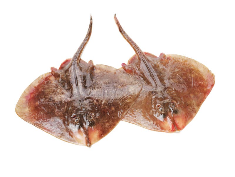 Fresh ray fish stock photo. Image of saltwater, animal - 142657554