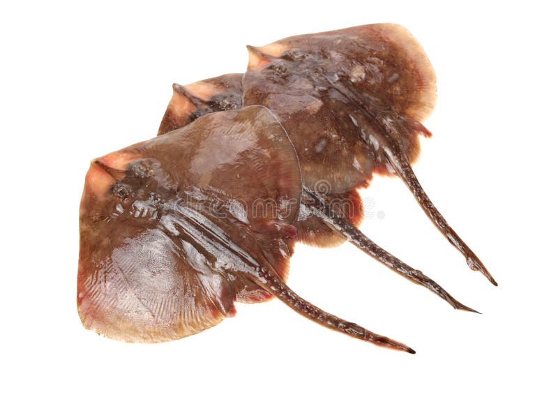 Fresh ray fish stock image. Image of closeup, potamotrygonidae - 144460047