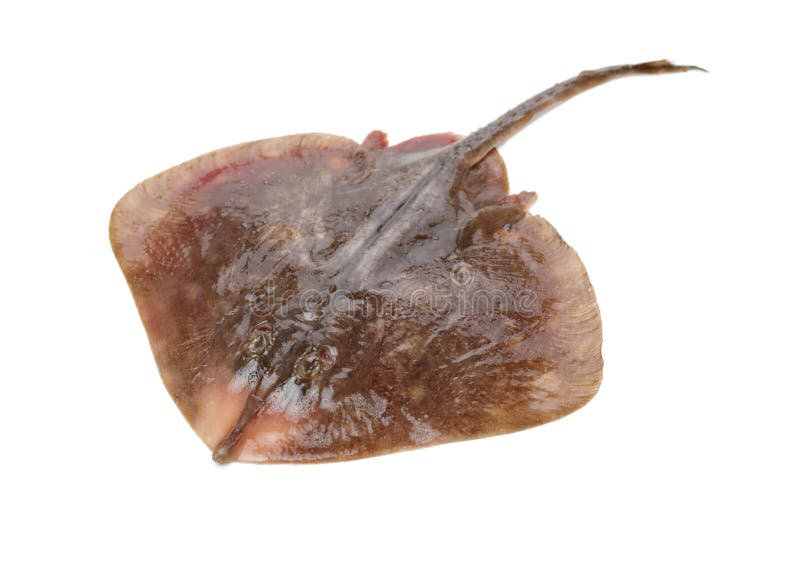 15,315 Ray Fish Stock Photos - Free & Royalty-Free Stock Photos from ...