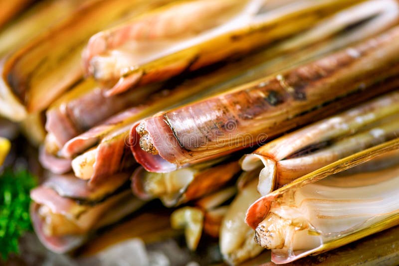 Fresh Razor Clams on Ice, Grey Concrete Background. Copy Space, Top ...