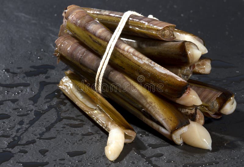 Fresh razor shells stock photo. Image of razor, fresh - 58340722