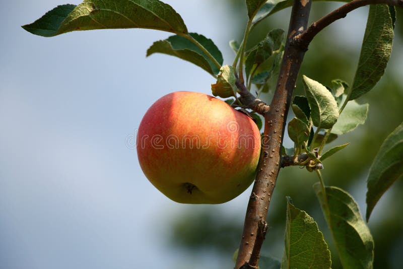 Fresh Red Apple on the Branch Stock Image - Image of healthy, organic ...