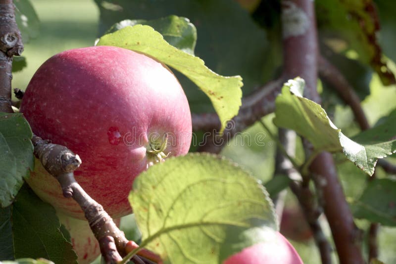 .a Fresh and Red Apple on a Tree Branch among Green Leaves Stock Photo ...
