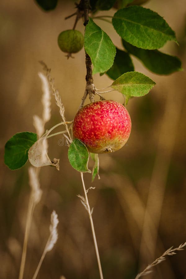 Fresh Red Apple on a Tree in a Garden Stock Image - Image of plant ...
