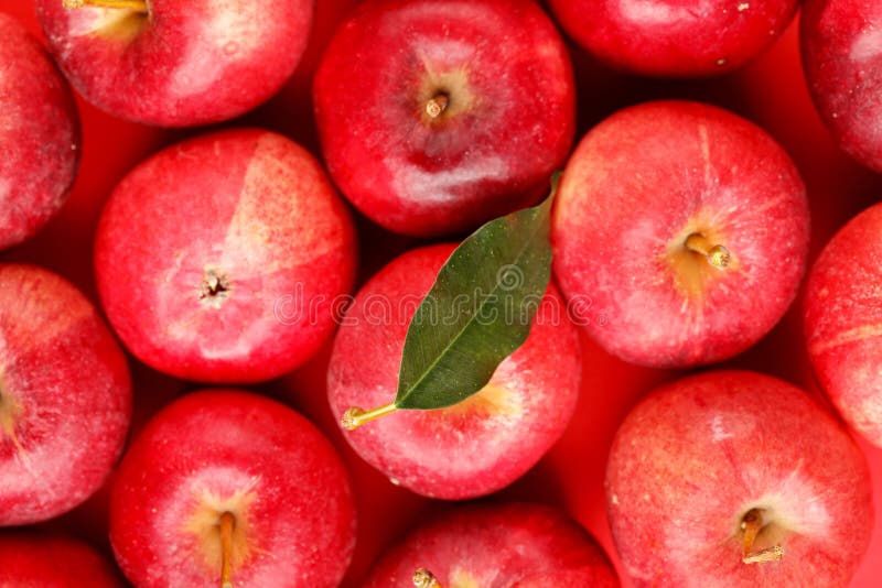 Fresh red apples stock photo. Image of gourmet, fresh - 24665372