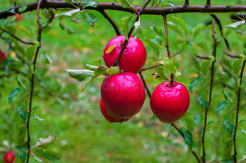 Fresh Red Apples on Apple Tree Branch Stock Photo - Image of ...