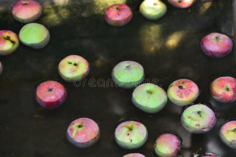 Fresh Red Apples Floating on Water in Container Stock Photo - Image of ...