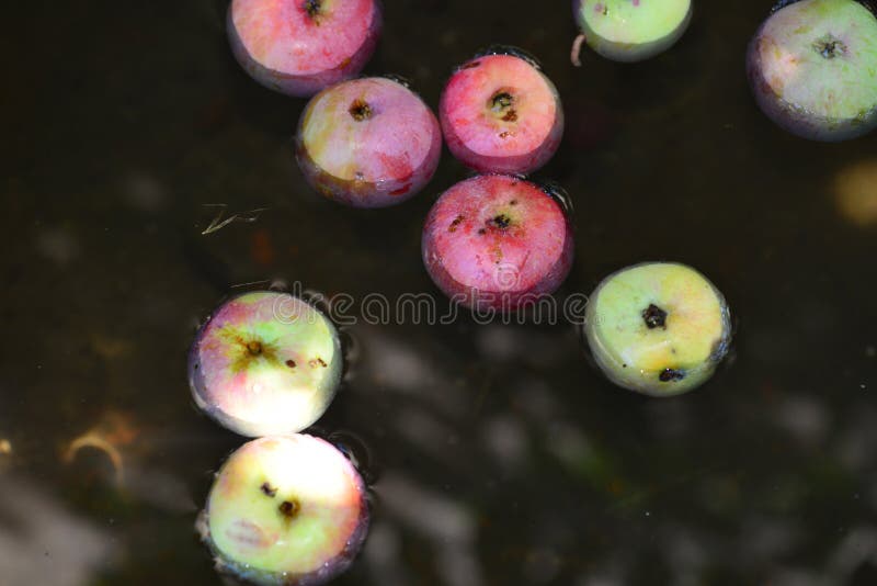 142 Apples Float Photos - Free & Royalty-Free Stock Photos from Dreamstime