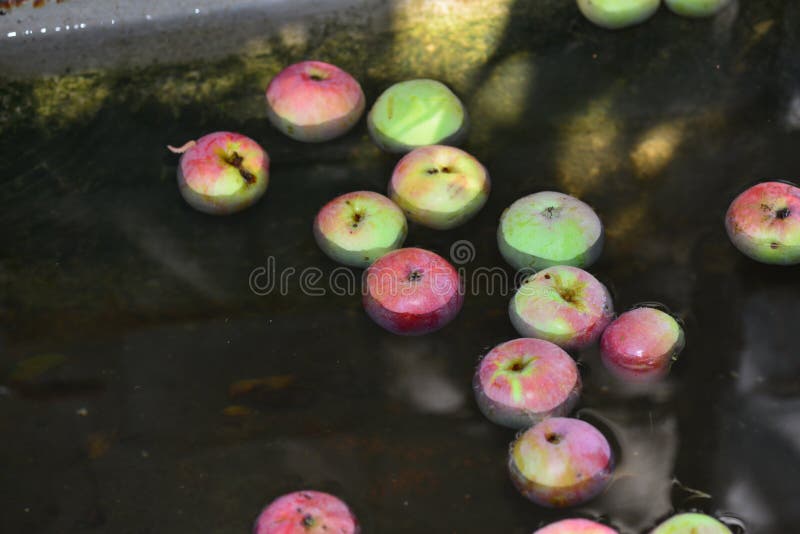 Fresh Red Apples Floating on Water in Container Stock Photo - Image of ...