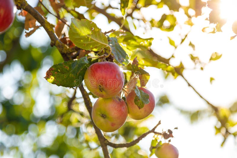 Red Apples Hanging on Branches of Apple-tree in Summer Orchard Stock ...