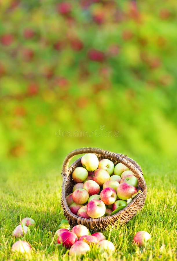 Fresh Red Apples in Straw Basket Stock Photo - Image of natural ...